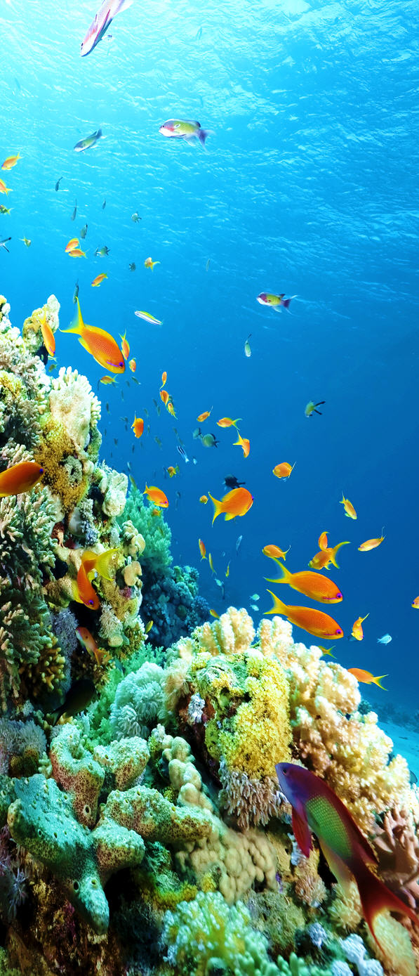 Coral Reef Peel & Stick Wall/Door Mural Coral Reef Peel & Stick Wall/Door Mural
